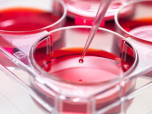 Can Supplements Increase Stem Cells? | Stemwell