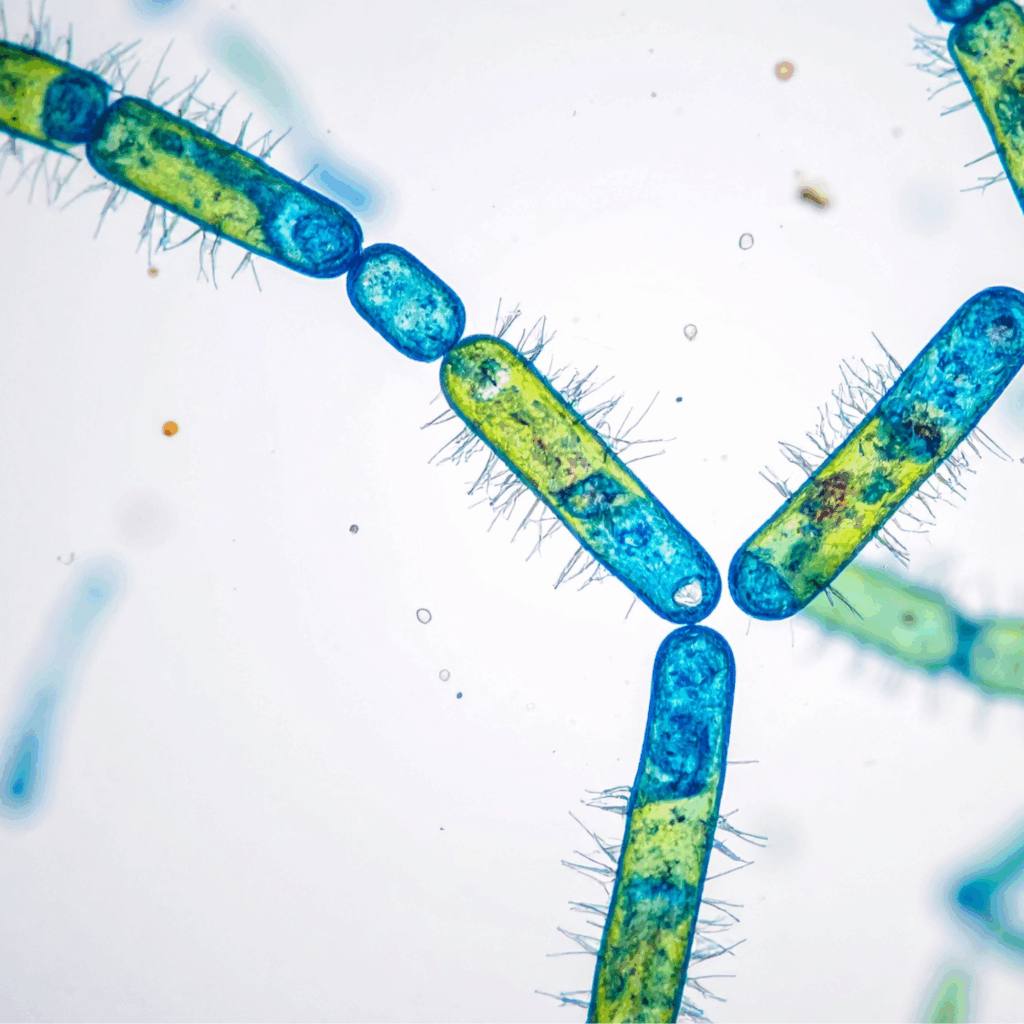 Regenerative Medicine and Orthobiologics: A New Hope for Patients with ...